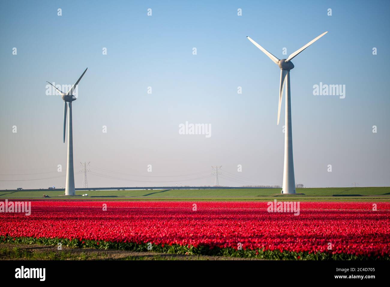Landscape shot of a field of red tulip flowers with wind turbines Stock ...