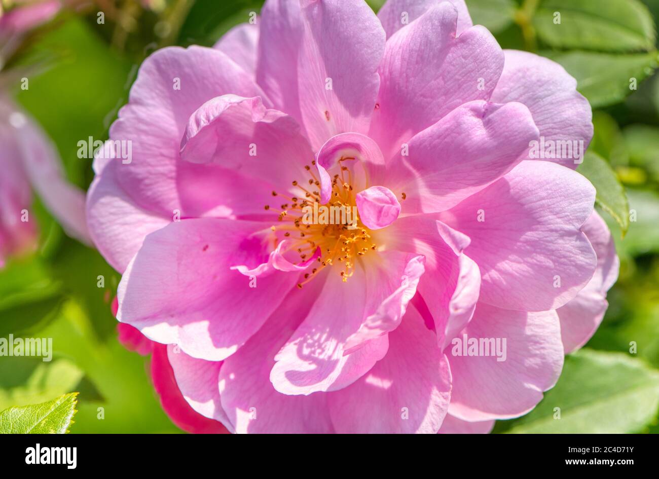 Pink rose, Rosa Cariad Auspanier, RHS Gardens, Wisley, UK Stock Photo ...
