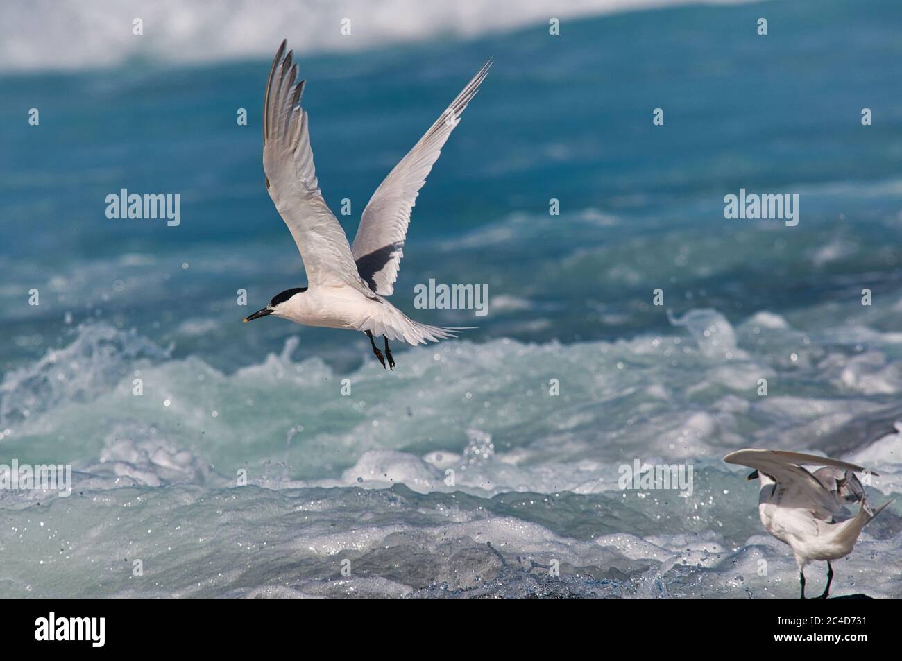 Close up shot of a beautiful white bird flying over the ocean Stock ...