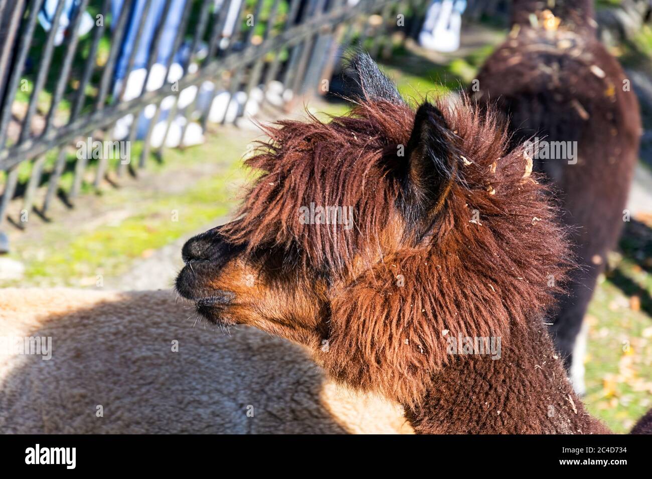 Alpaca on the catwalk at the zoo. Animals, attractions for children ...