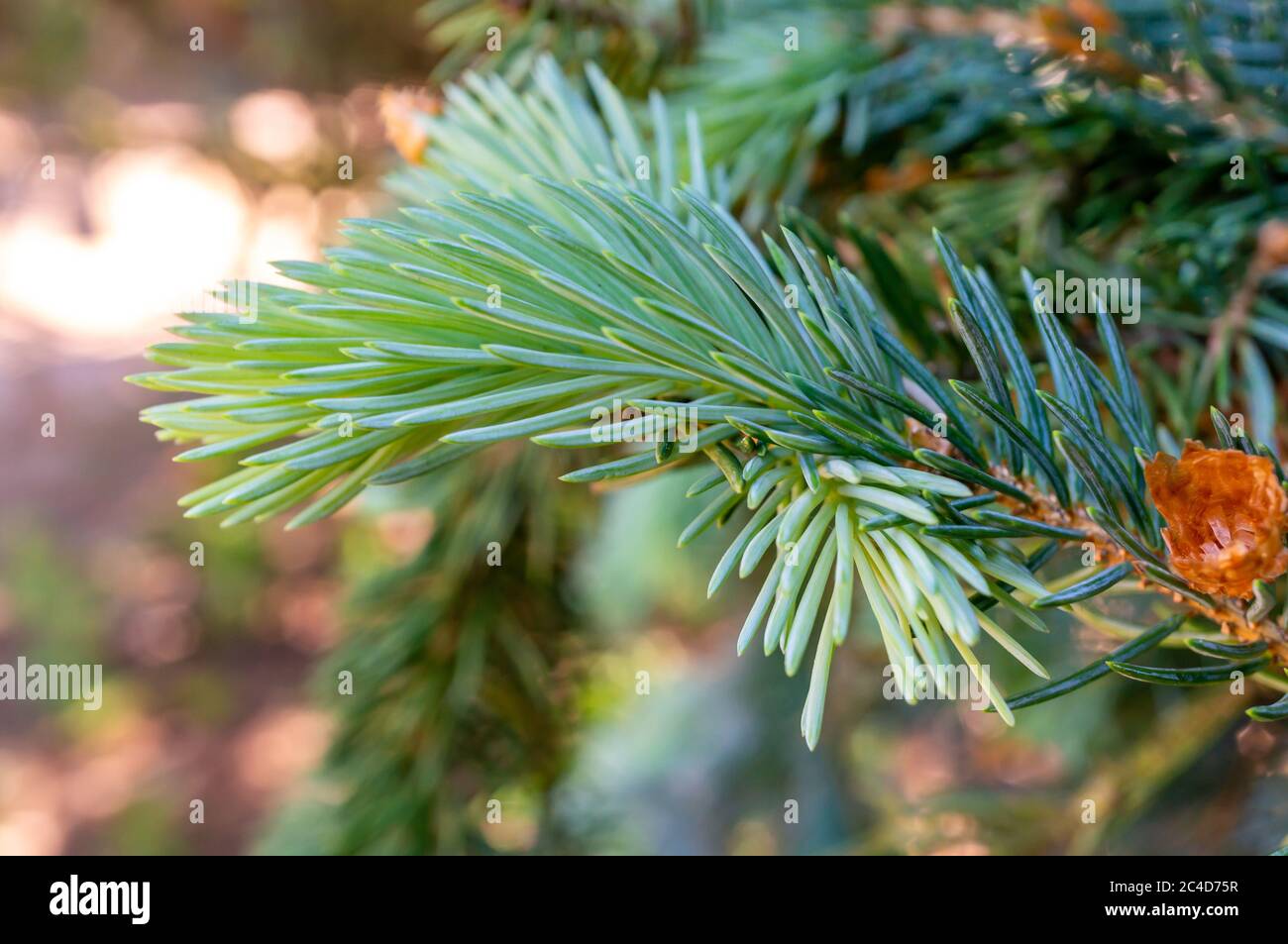 Selective focus shot of sharp and pointy leaves of a tree captured in a ...