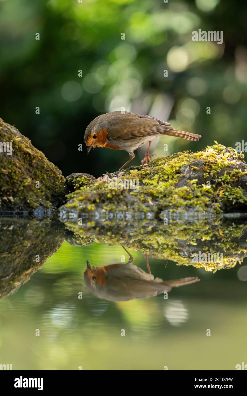 Reflective pool hi-res stock photography and images - Alamy