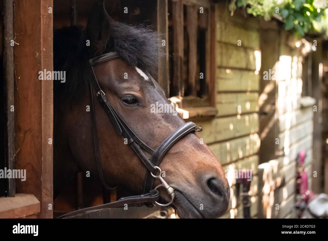 New forest pony seen in his stable, seen looking out for his owner, as ...