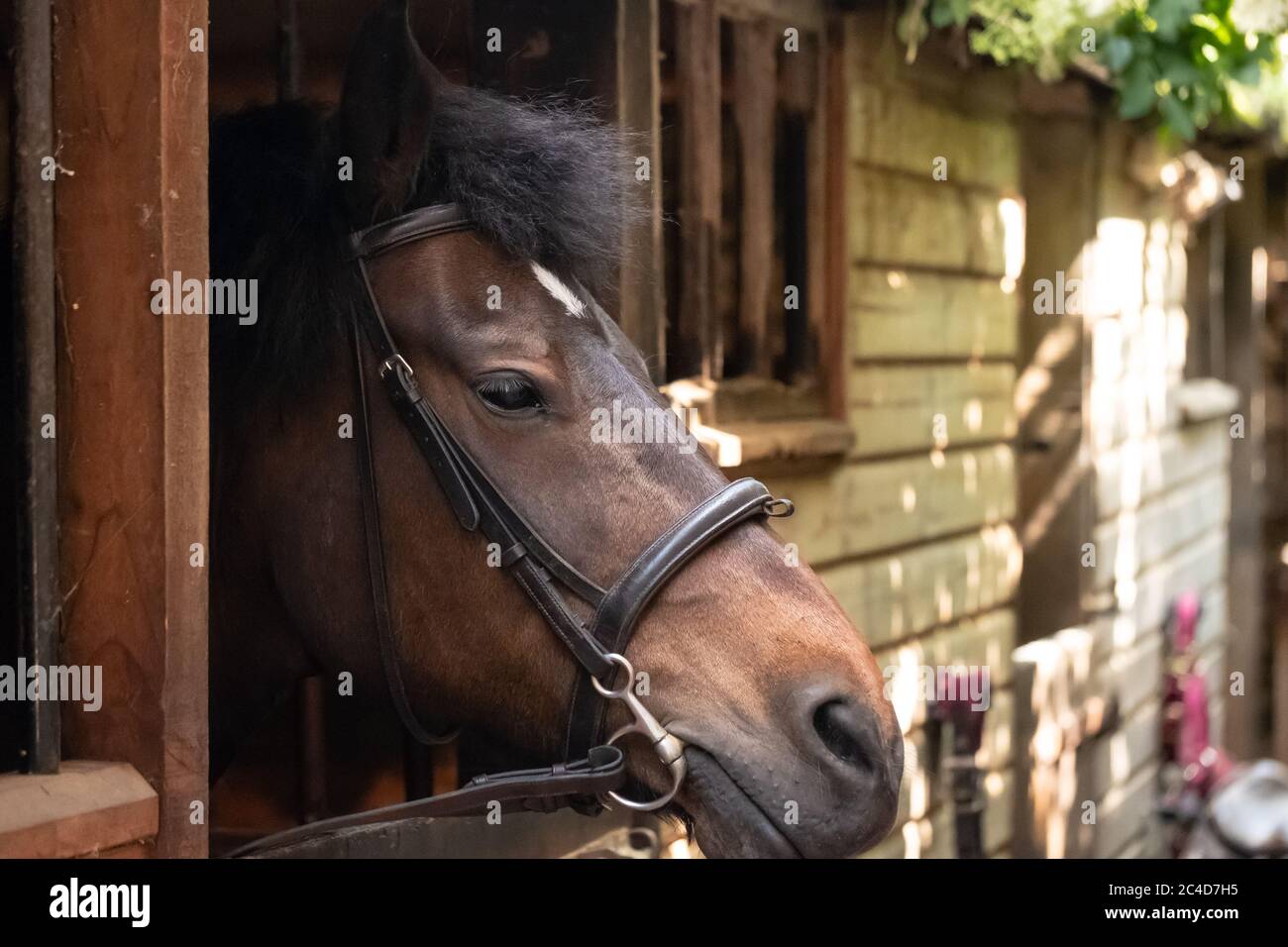 Inside stable looking out hi-res stock photography and images - Alamy