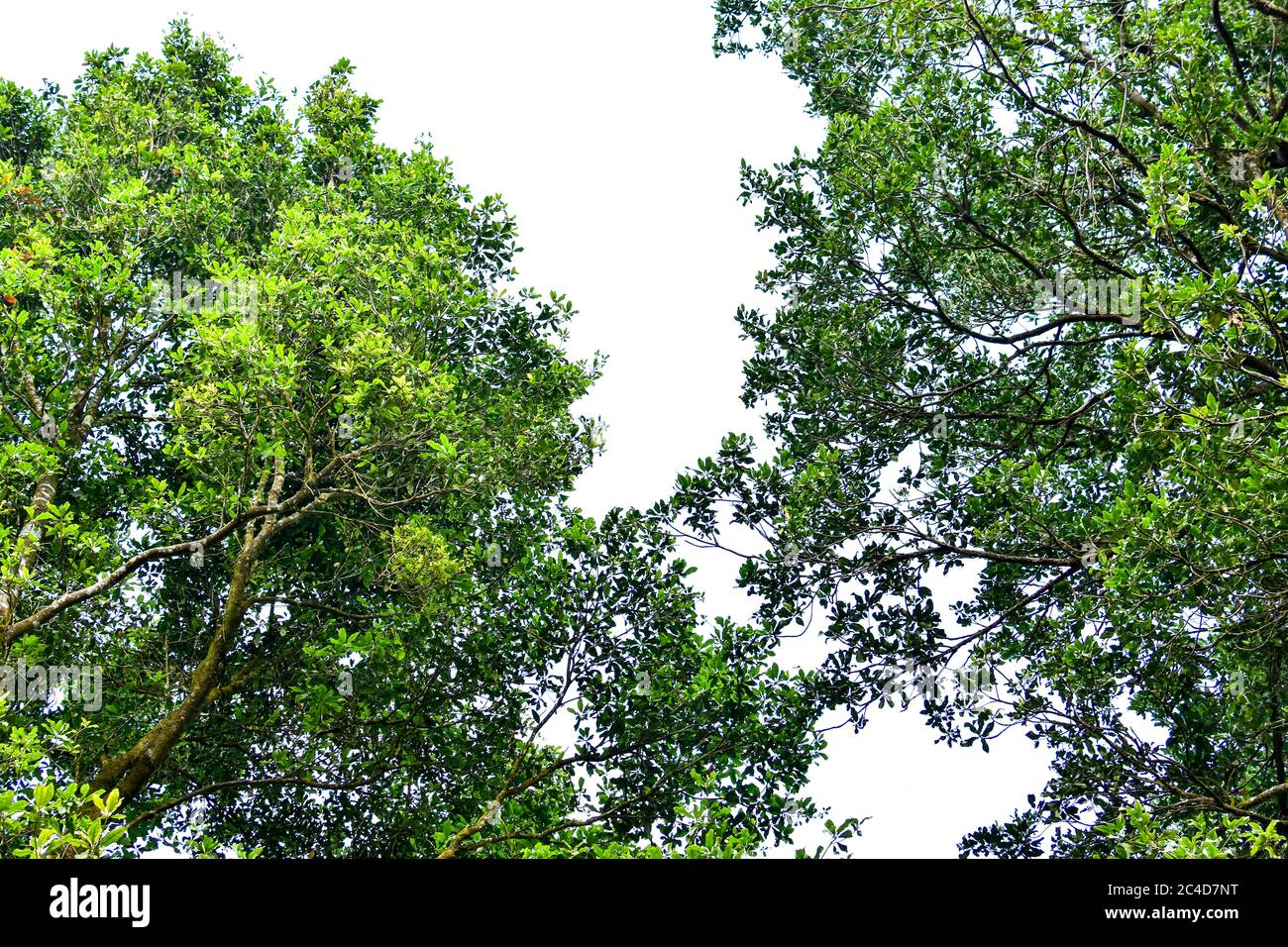 Rainforest Plants And Trees List