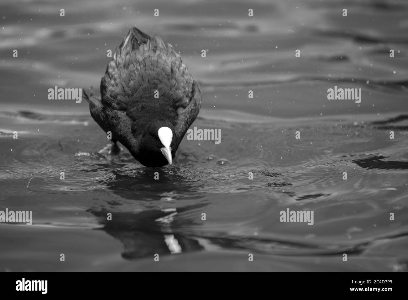 Closeup dutch black white Black and White Stock Photos & Images - Alamy