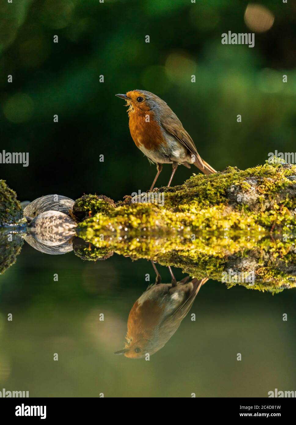 Robin photographed at a garden reflective pool in North Yorkshire Stock ...