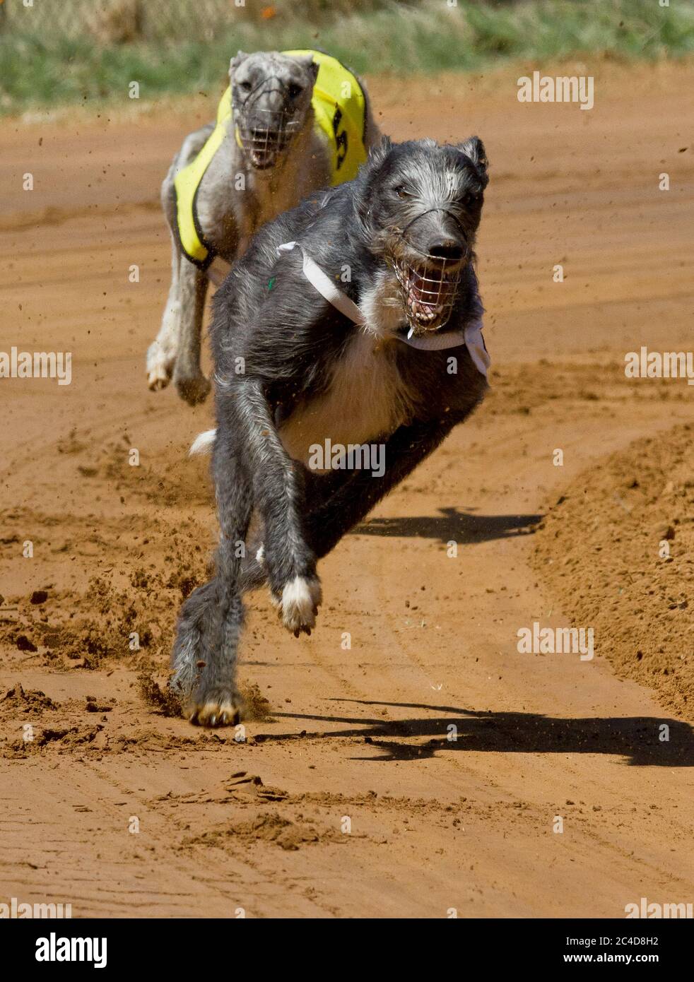 greyhound running racing Stock Photo - Alamy