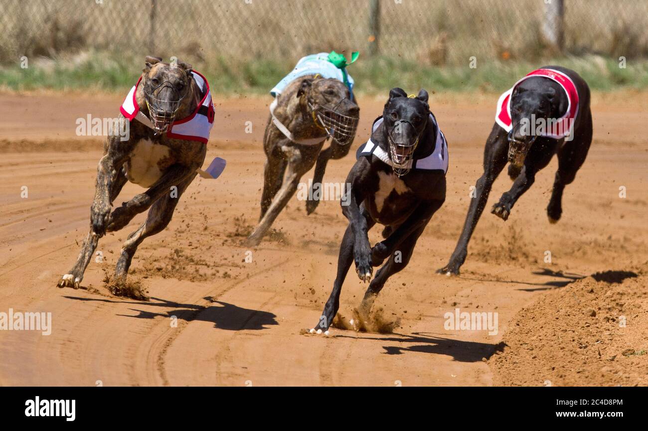 greyhound running racing Stock Photo - Alamy