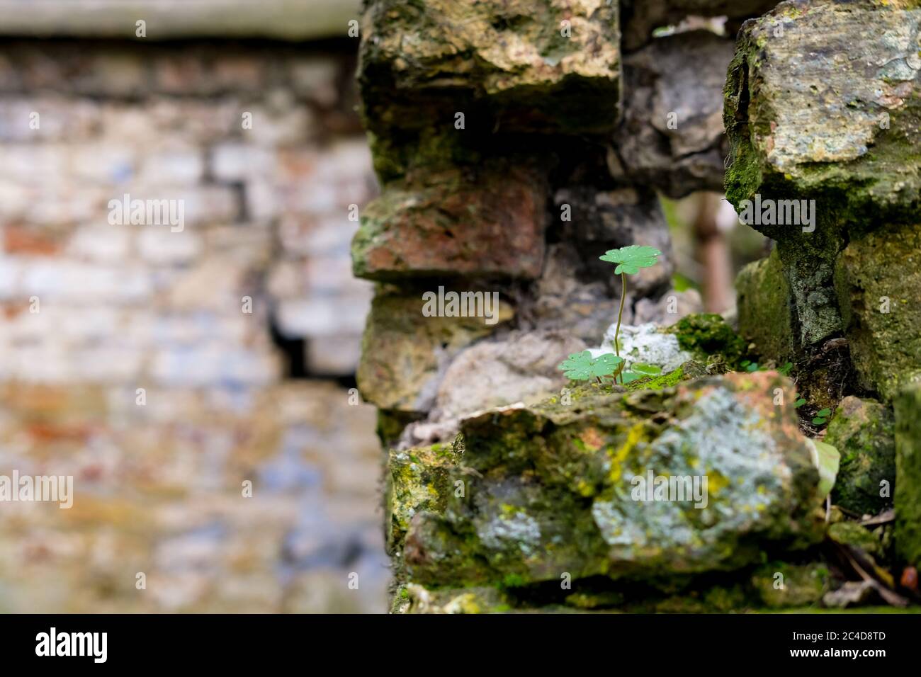 Shallow focus of an ancient stone wall, showing heavy decay and ...