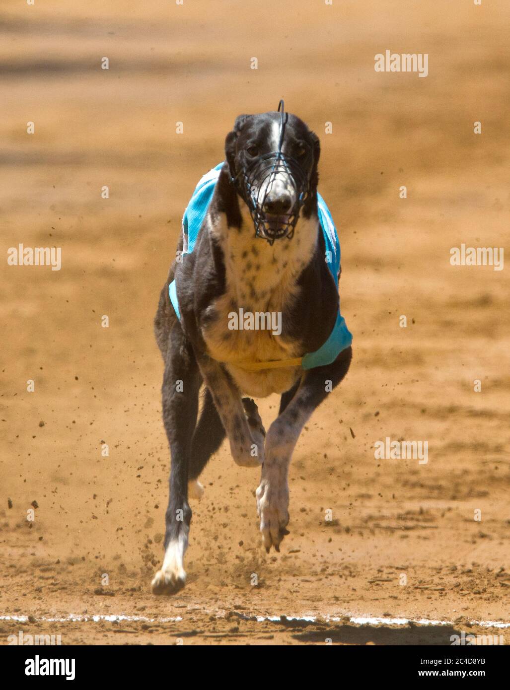 greyhound running racing Stock Photo - Alamy