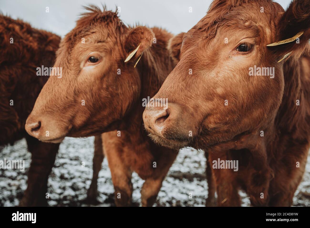 Reddish cow hi-res stock photography and images - Alamy