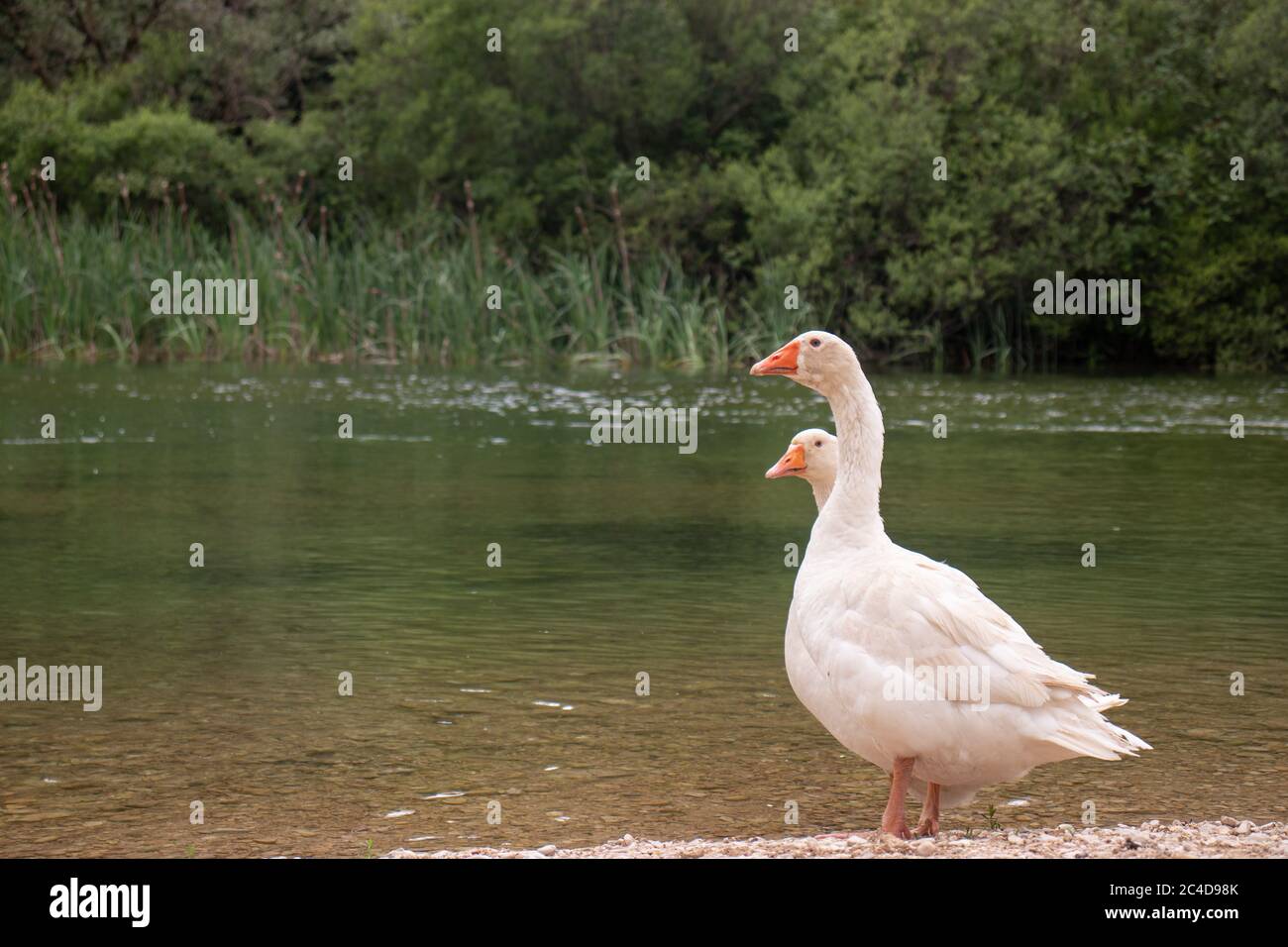 Two white goose standing together one the shore of a river. Goose are ...