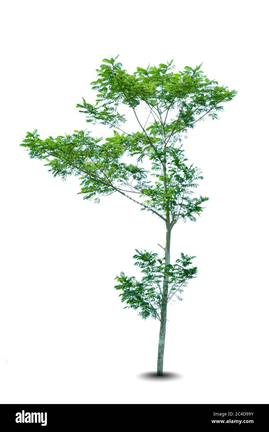 big tree isolated on white background. HD Image and Large Resolution ...