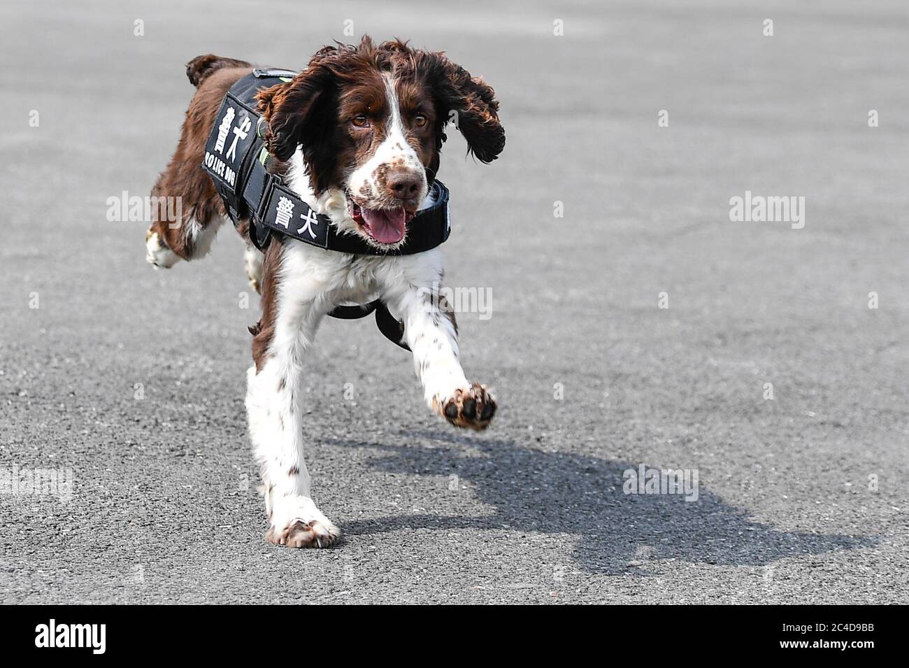 Drug detection dogs hi-res stock photography and images - Alamy