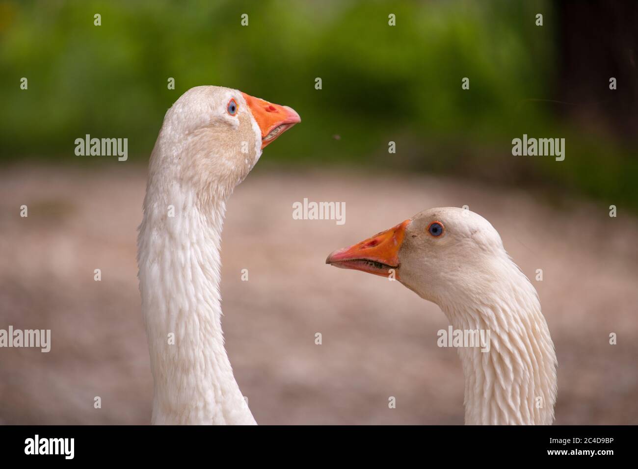 Two heads of white goose touching, looking at each other. Summer day at ...