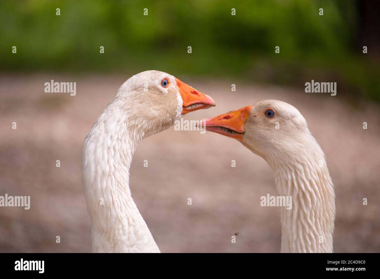 Two heads of white goose touching, looking at each other. Summer day at ...
