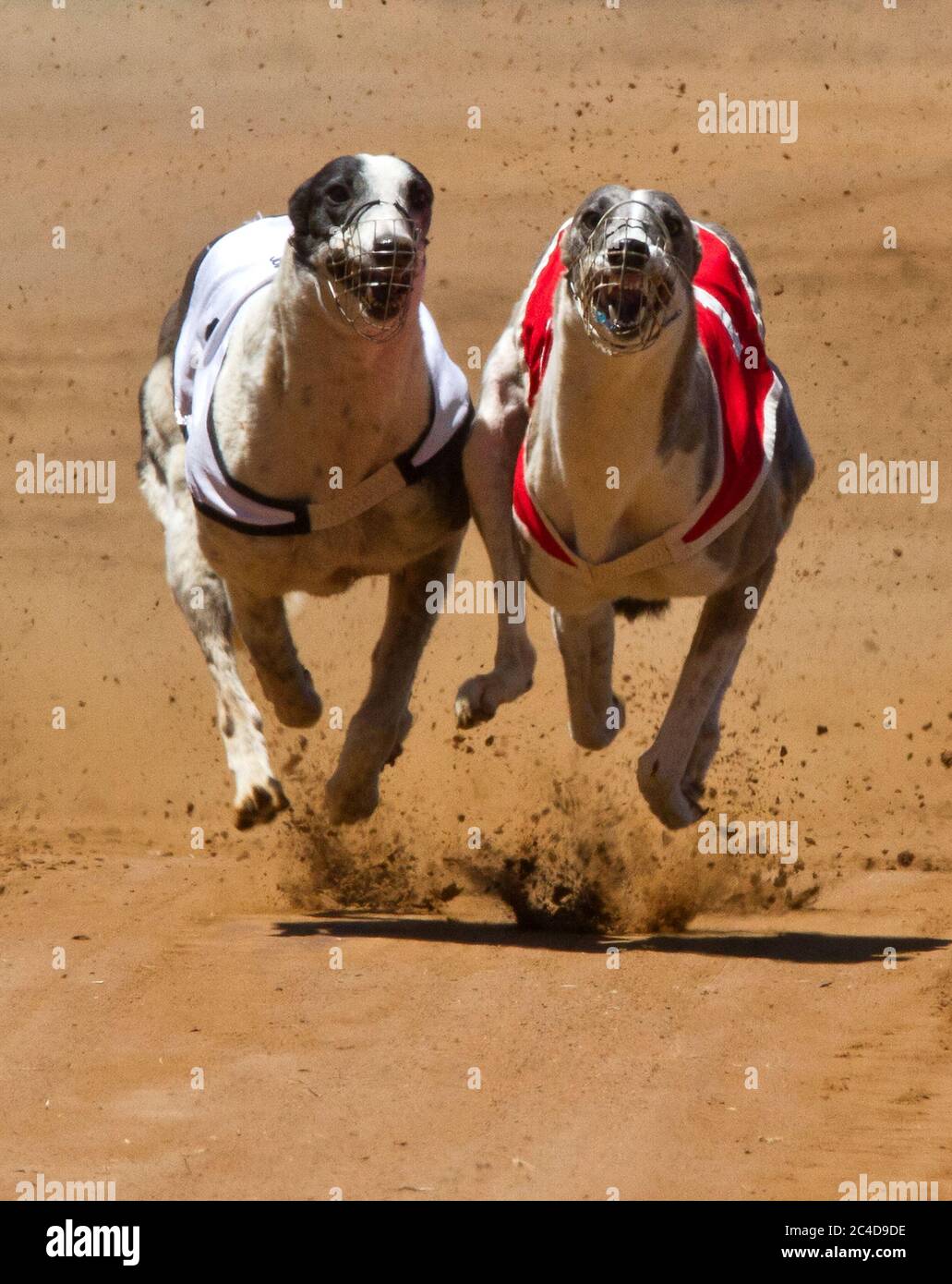greyhound running racing Stock Photo - Alamy