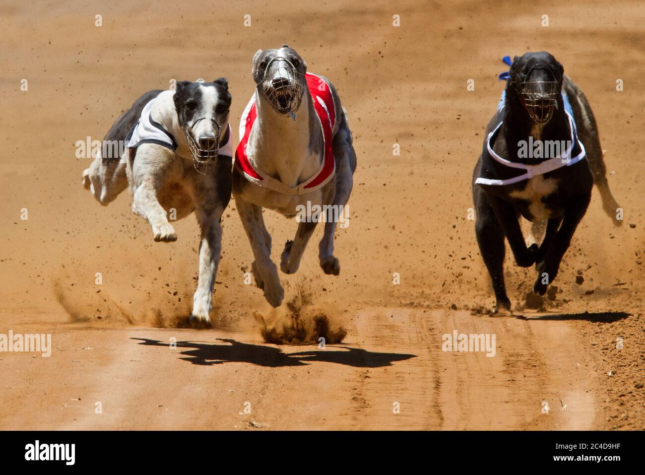 greyhound running racing Stock Photo - Alamy