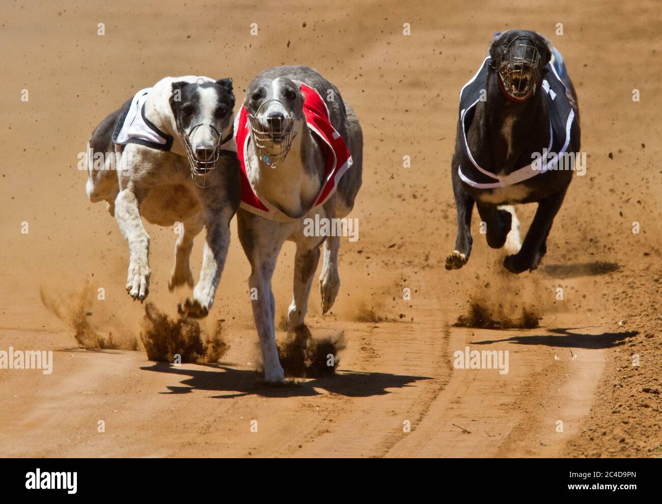 greyhound running racing Stock Photo - Alamy