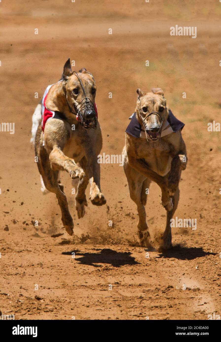greyhound running racing Stock Photo - Alamy