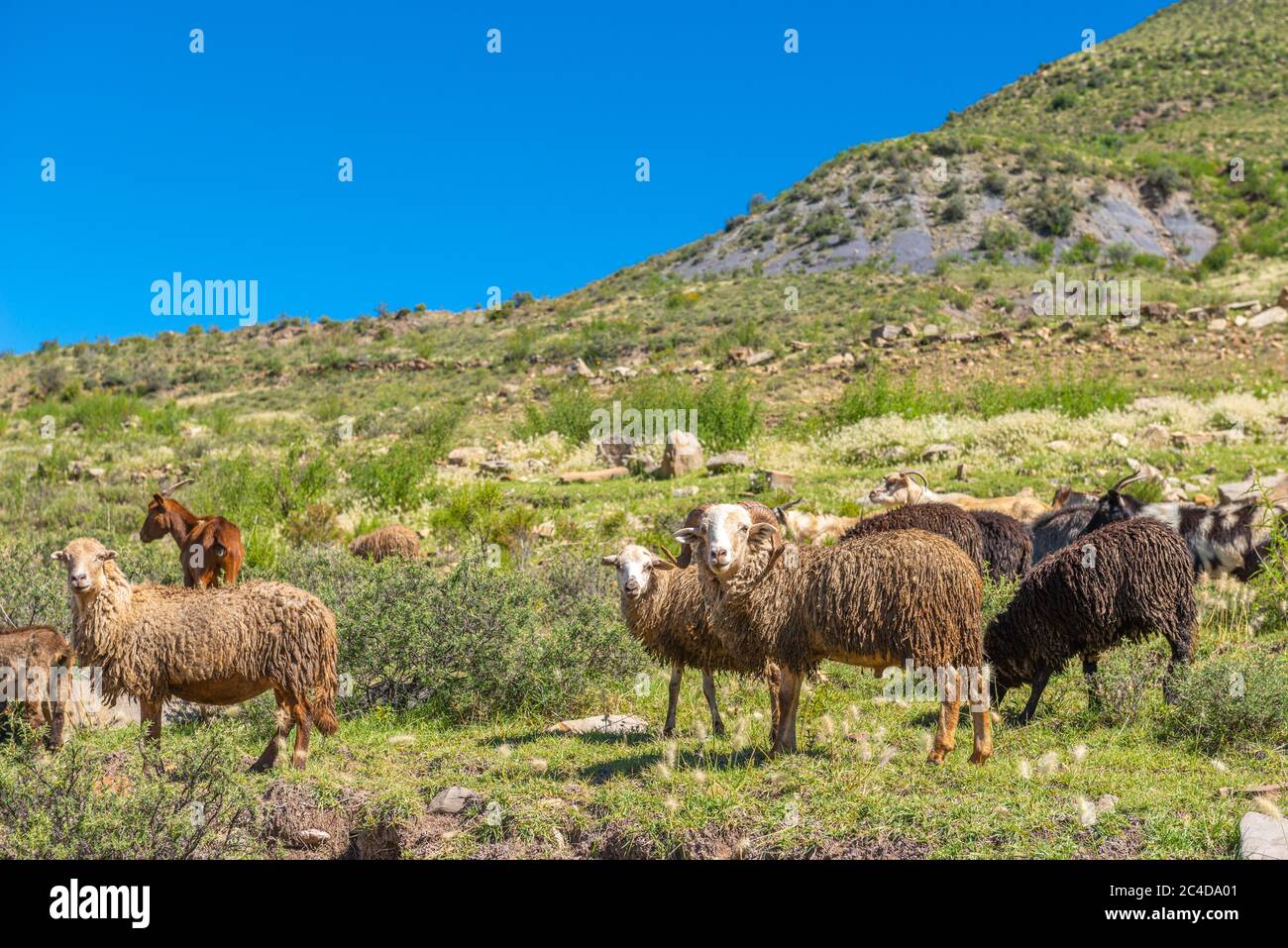 Curly horns sheep hi-res stock photography and images - Alamy