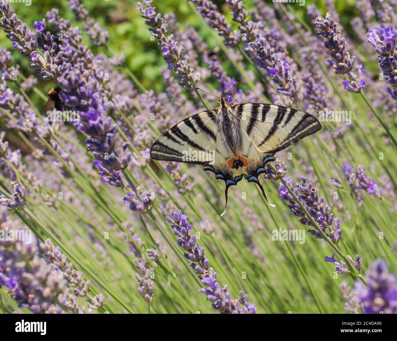 Scarce Swallowtail Iphiclides Podalirius Butterfly Also Called Sail