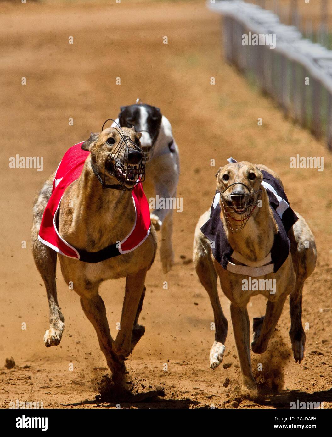 greyhound running racing Stock Photo - Alamy
