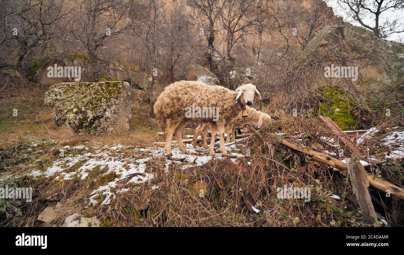 Sheep graze in Ihlara valley in Cappadocia, Turkey Stock Photo - Alamy