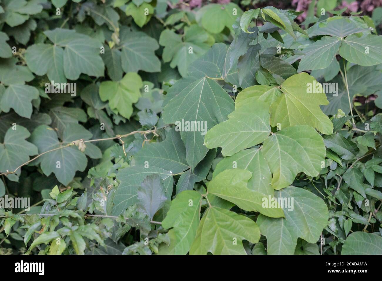 High angle closeup shot of growing bushes in the greenery Stock Photo ...