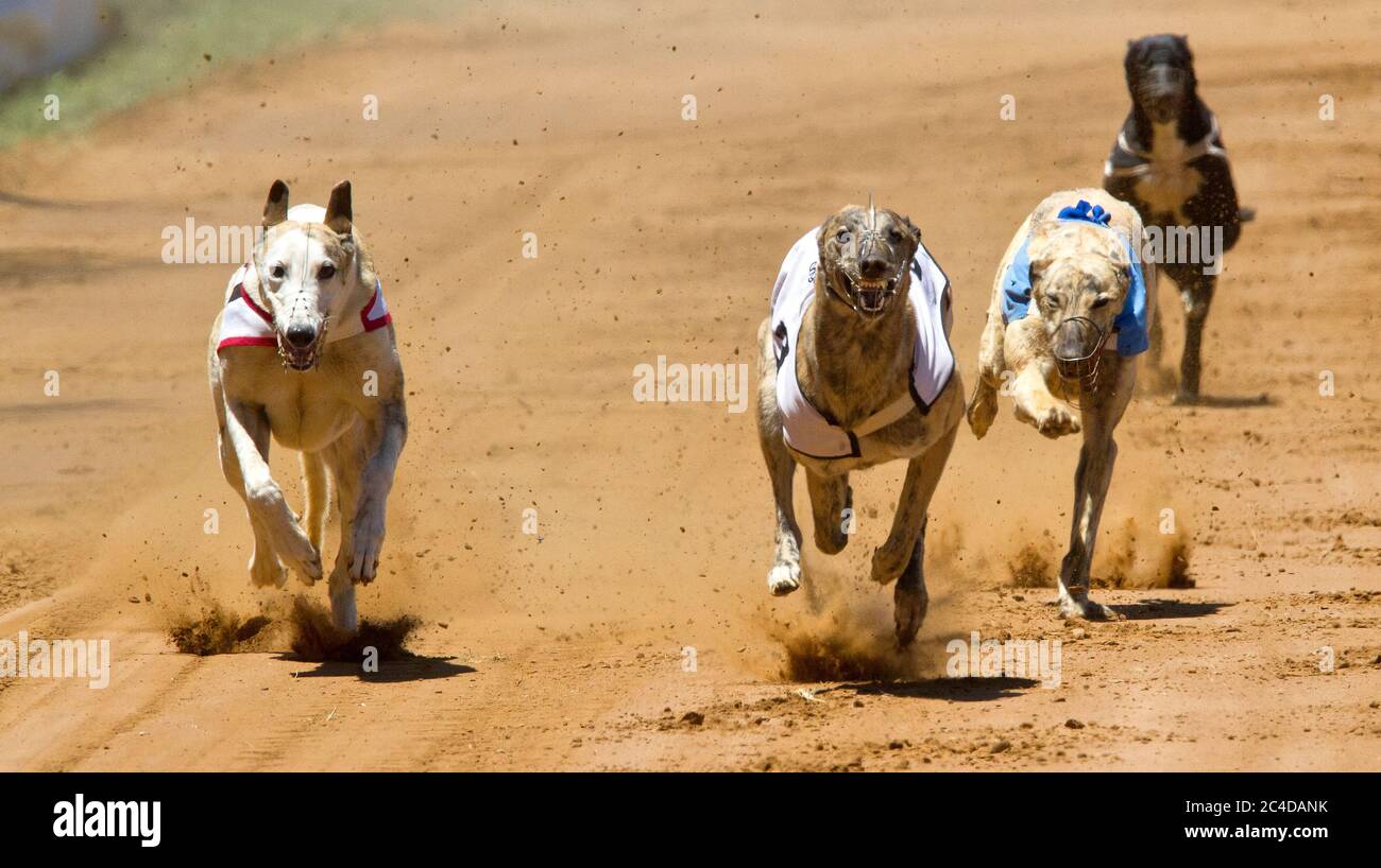 greyhound running racing Stock Photo - Alamy