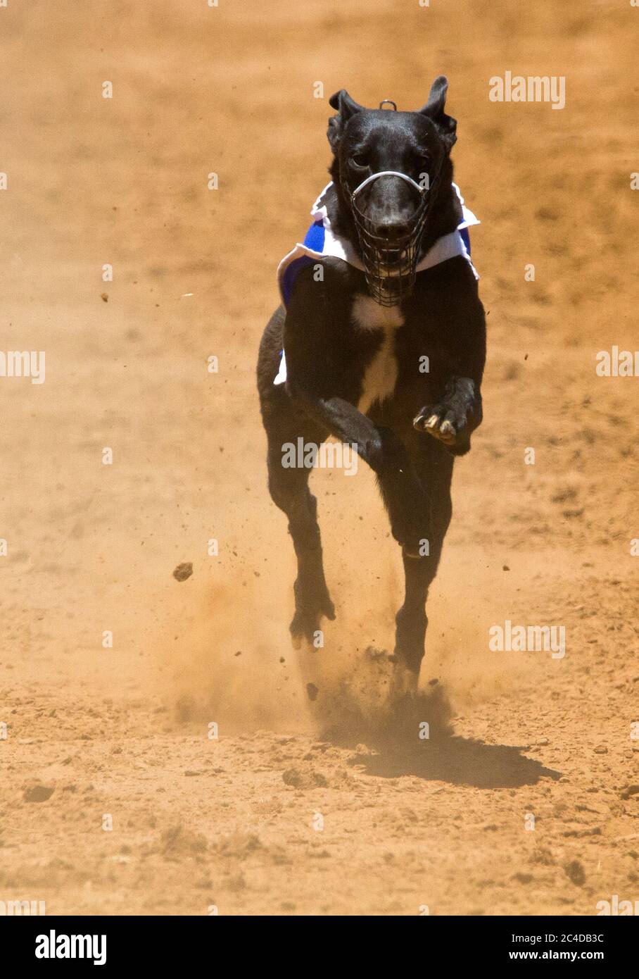 Greyhound race usa hi-res stock photography and images - Alamy