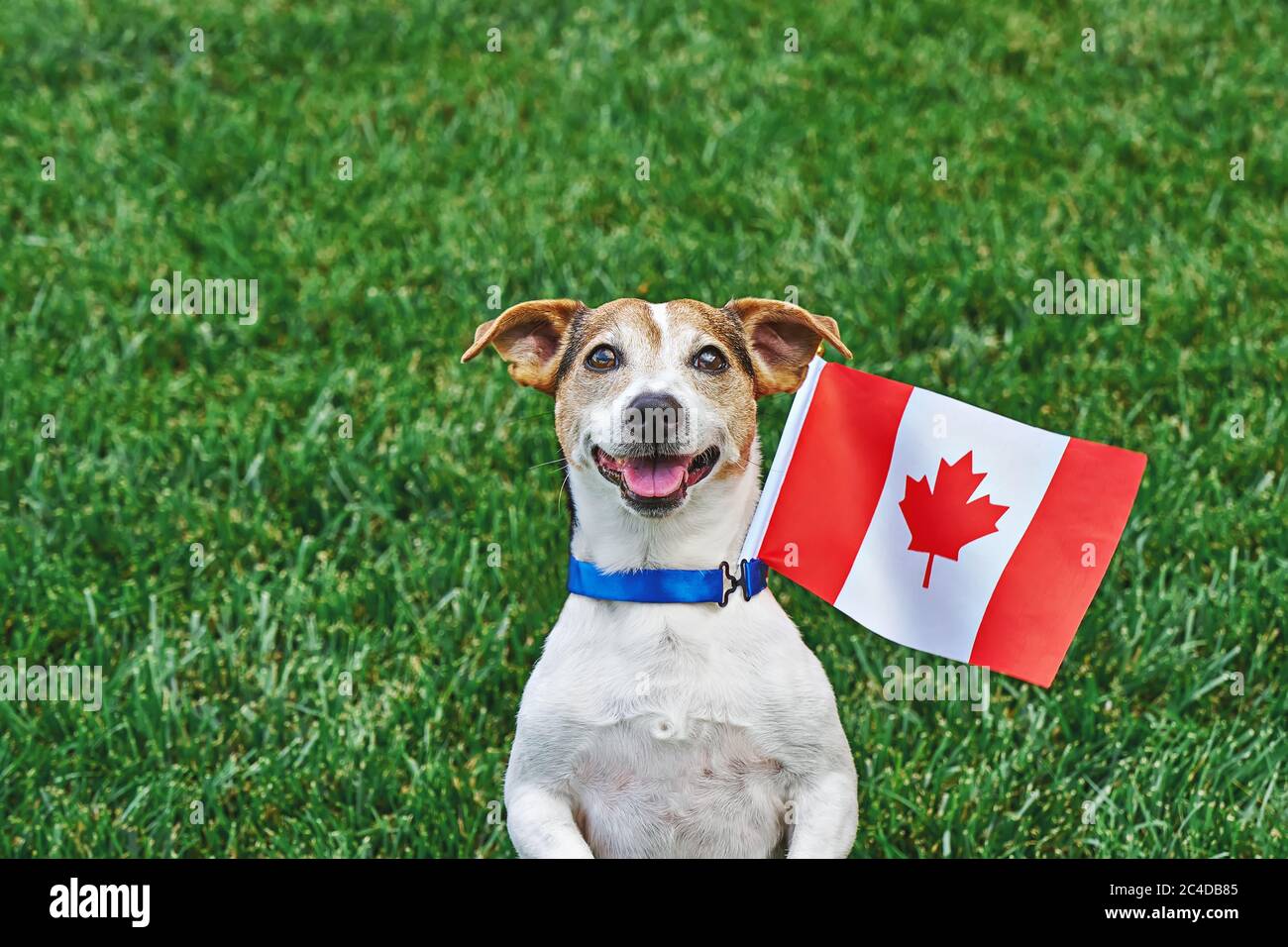 Dog sitting on grass with canadian flag on green grass. Celebration of ...