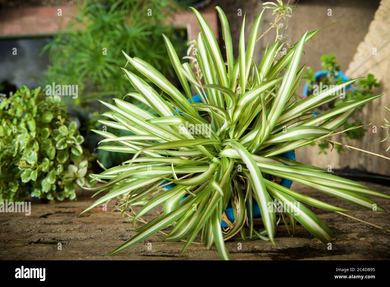 Ornamental plant in a wall, Cordoba, Andalusia in Spain Stock Photo - Alamy