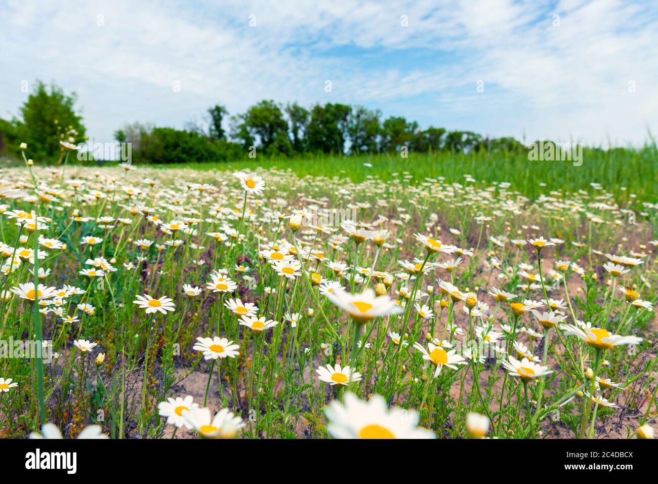 Colorful Daisies In A Field