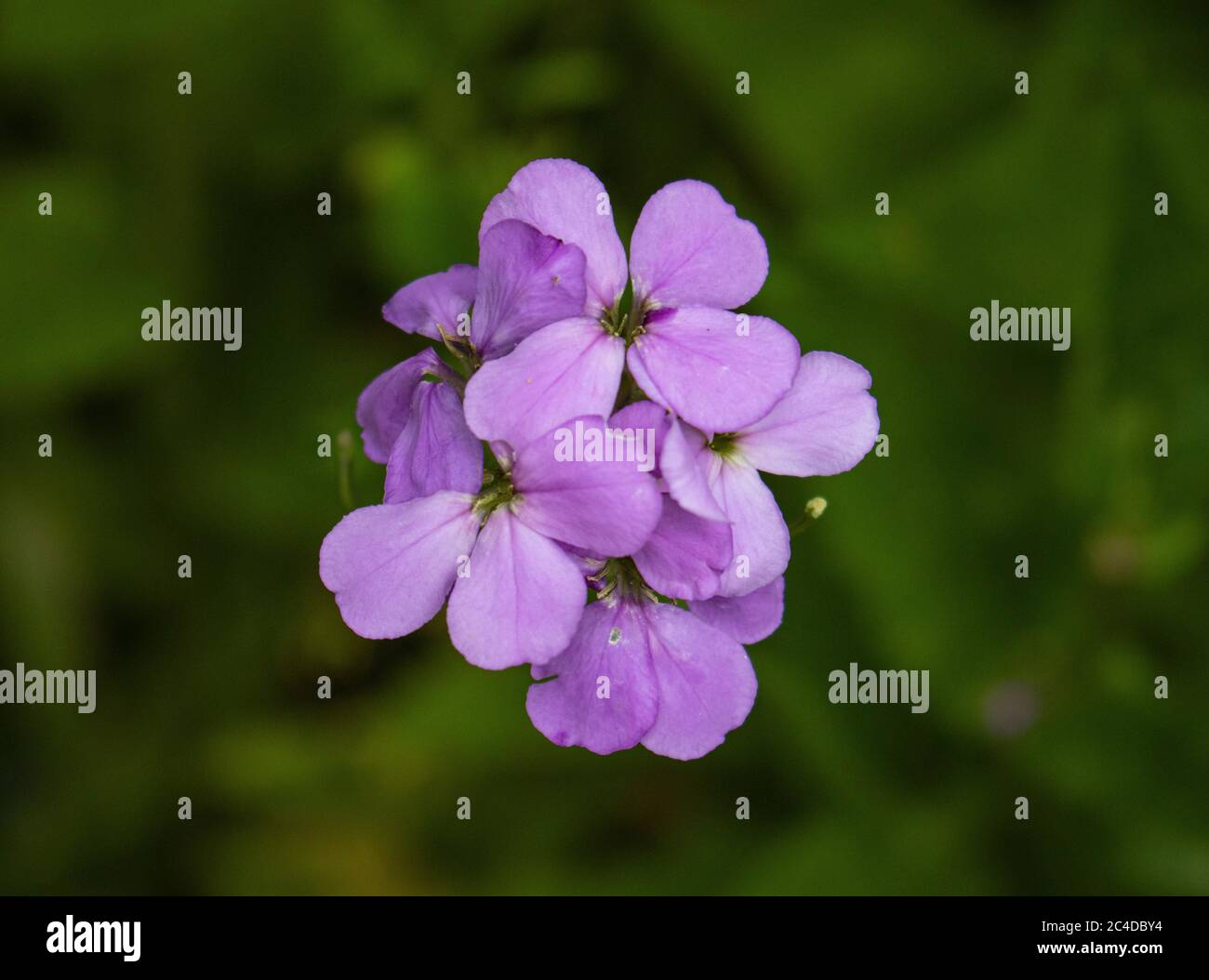 4 petals hi-res stock photography and images - Alamy