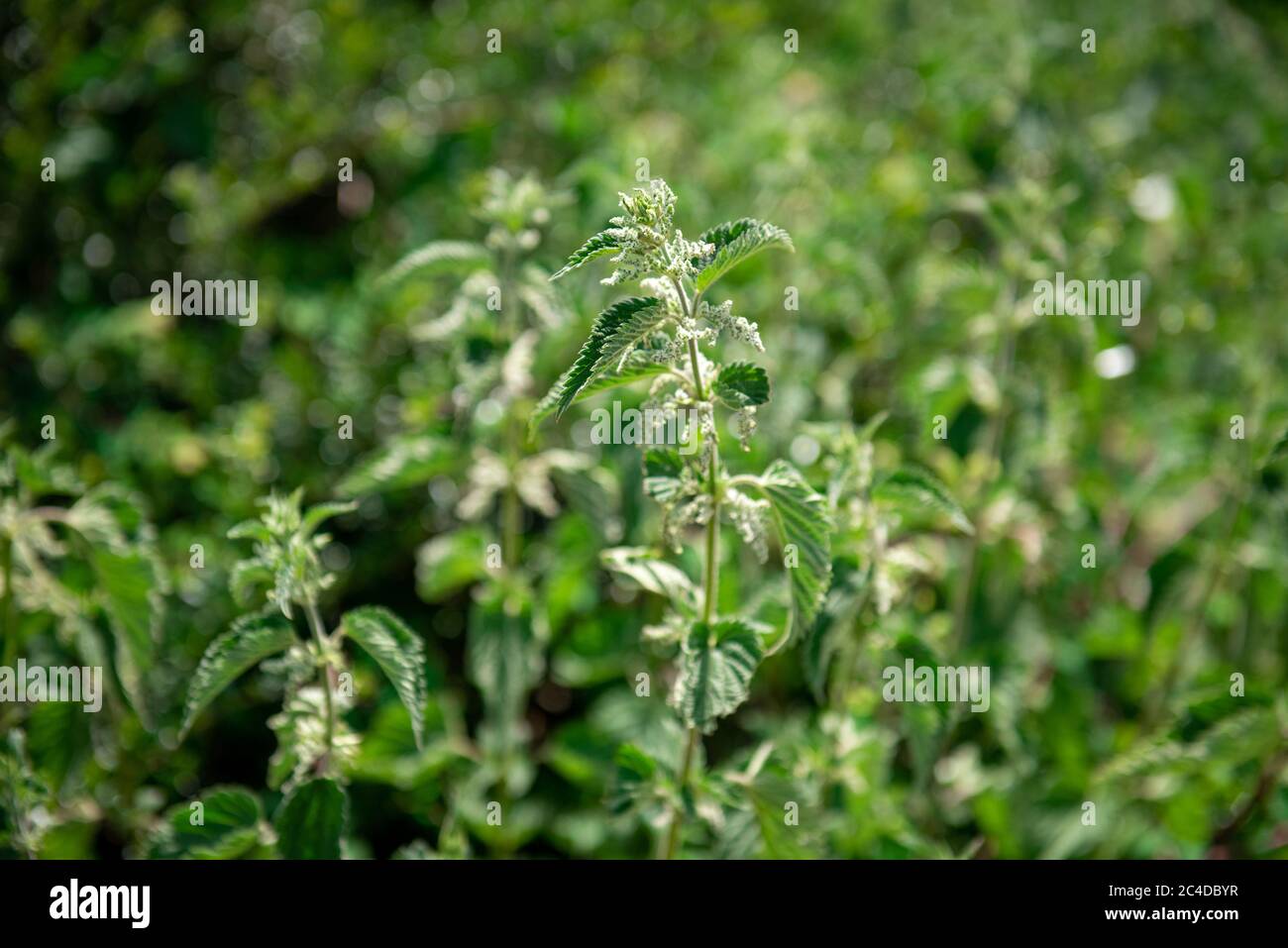 Bed of nettles in a country park Stock Photo - Alamy