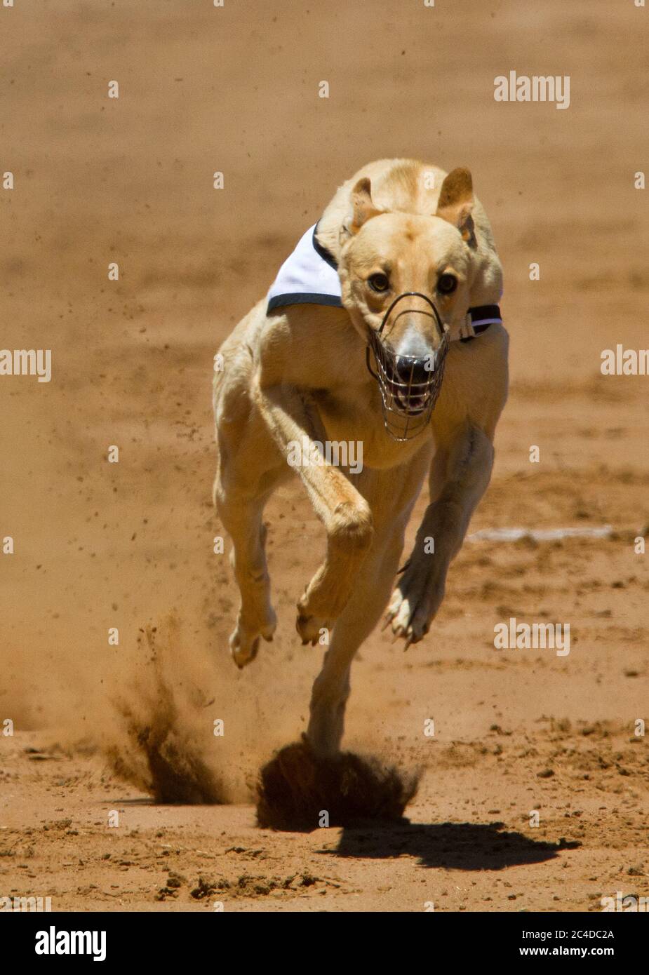 greyhound running racing Stock Photo - Alamy