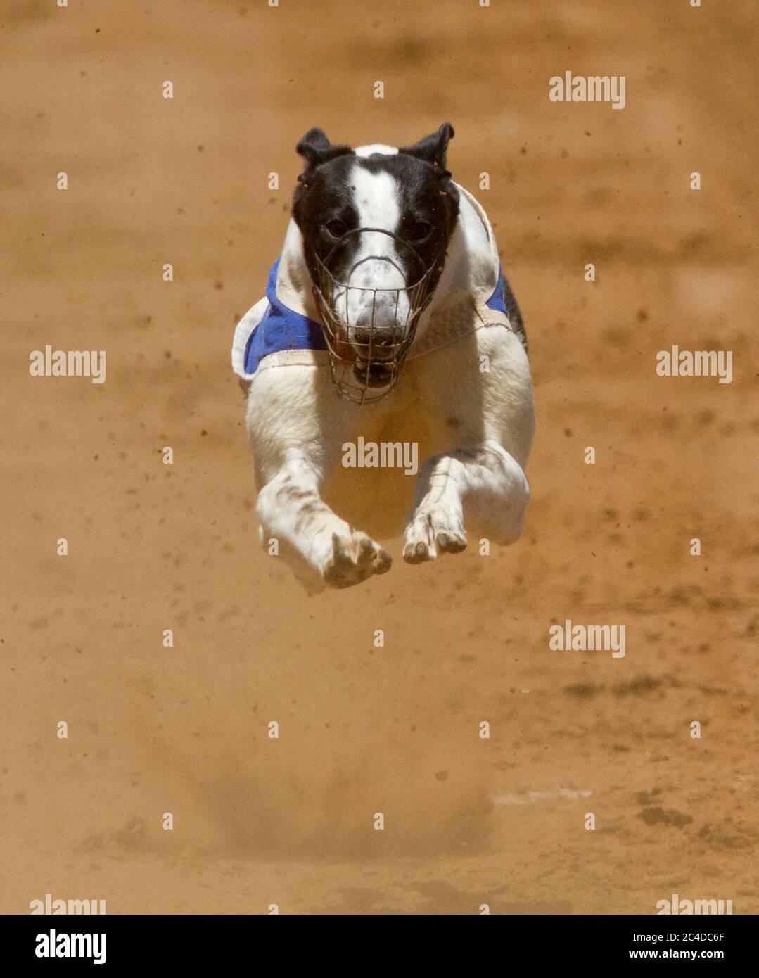 greyhound running racing Stock Photo - Alamy