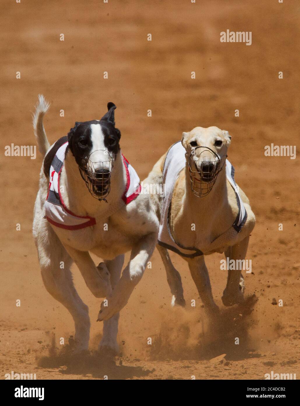 Greyhound race usa hi-res stock photography and images - Alamy