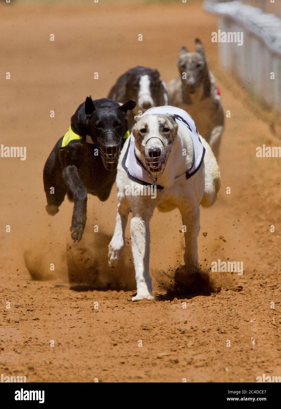 greyhound running racing Stock Photo - Alamy