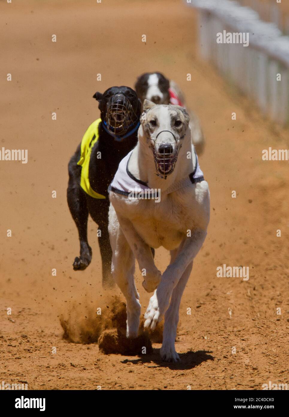 greyhound running racing Stock Photo - Alamy
