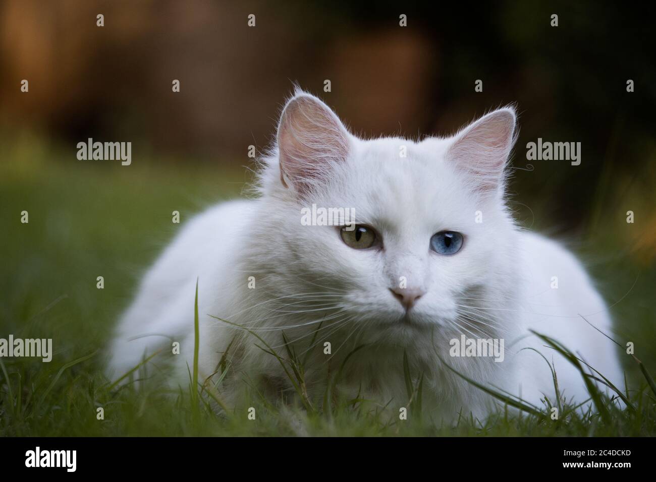 White cat with different eye colors Stock Photo - Alamy