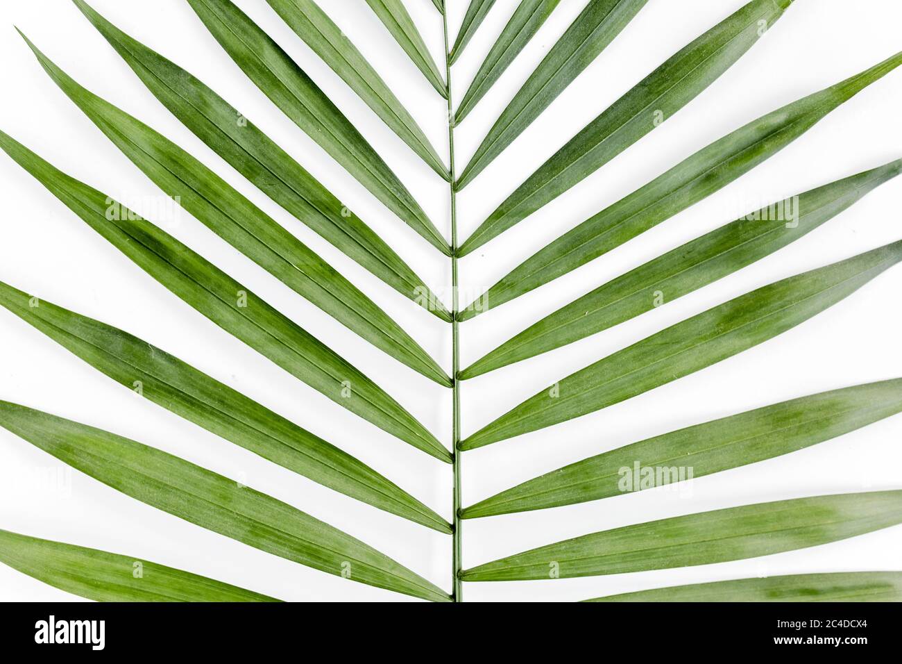 Tropical leaf in on white background. Flat laying, top view Stock Photo ...