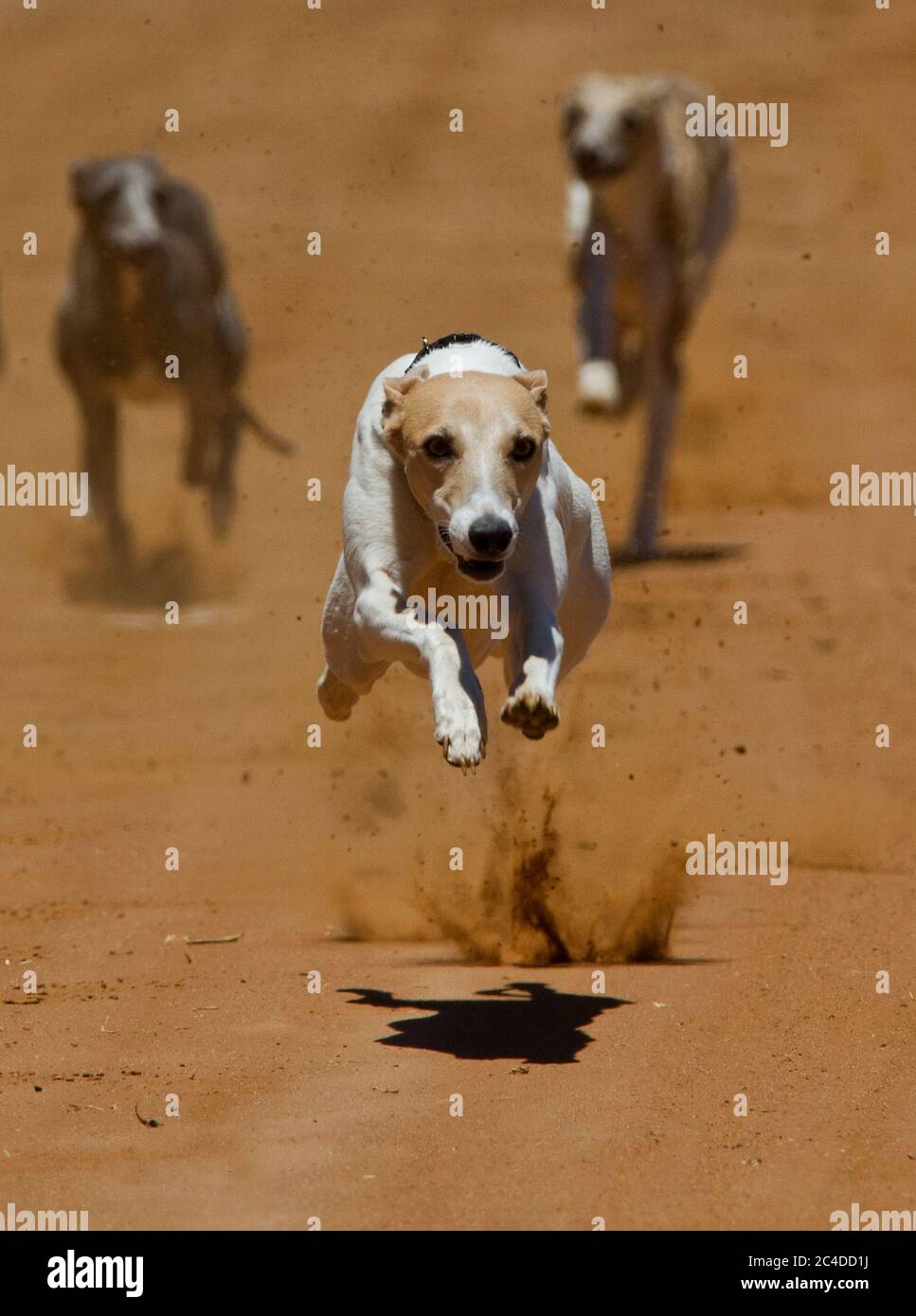greyhound running racing Stock Photo - Alamy