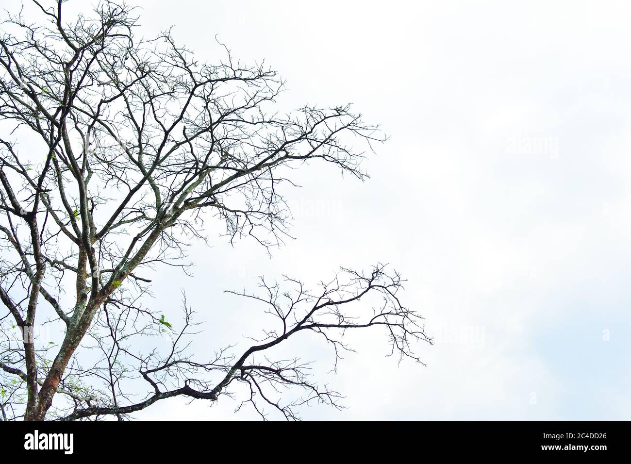 Isolated dead tree with no leaves on blue sky and white clouds with ...