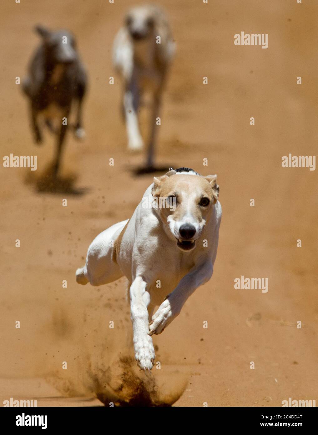 greyhound running racing Stock Photo - Alamy