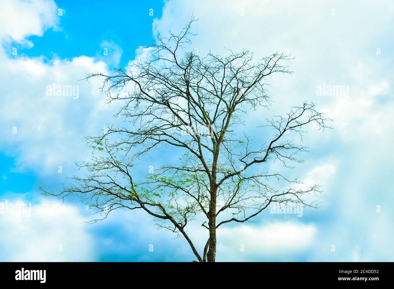 Withered Tree Wallpaper