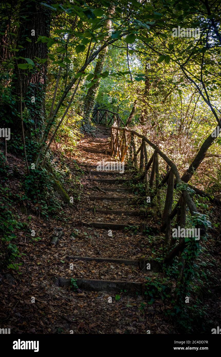 Stairs through an intricate wood Stock Photo - Alamy