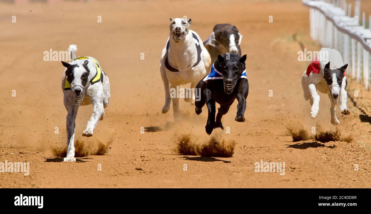 greyhound running racing Stock Photo - Alamy